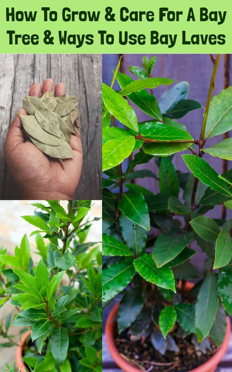 How To Grow & Care For A Bay Tree & Bay Leaf Uses