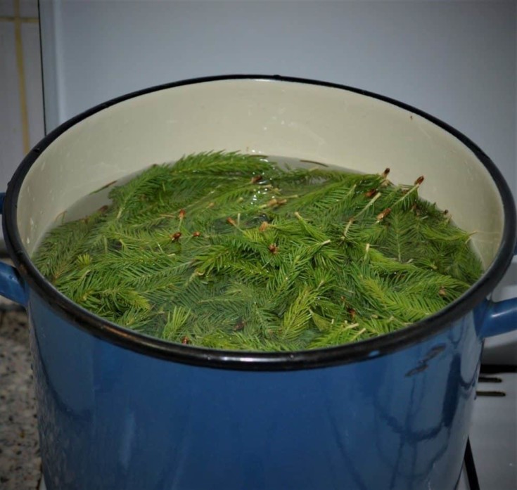 Homemade Spruce Tips Syrup, Tea & More Great Spruce Tips Uses