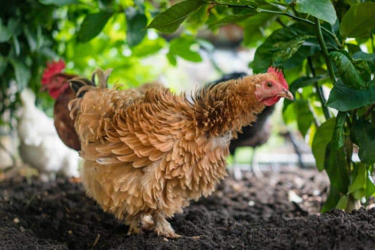 Bantam Chickens: 5 Reasons To Raise "Mini Chickens" & How To Care For Them
