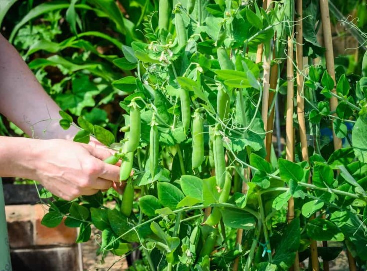 Is it Ready Yet? 30 Common Vegetables & When to Harvest Them