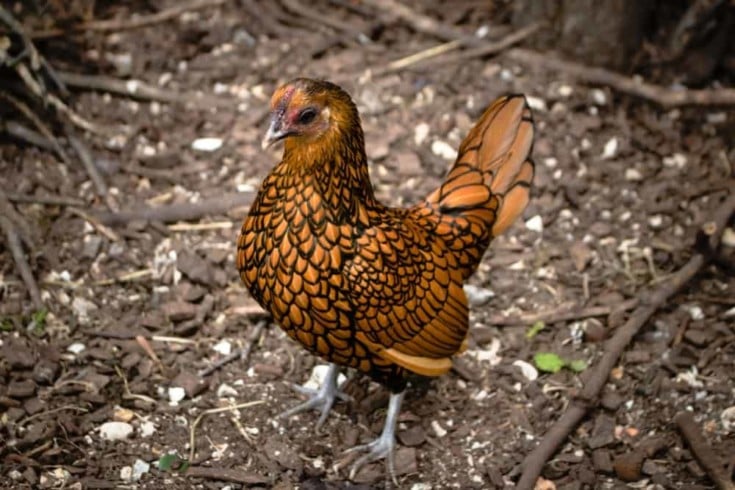 Bantam Chickens: 5 Reasons To Raise "Mini Chickens" & How To Care For Them