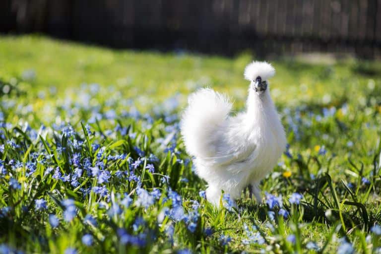 Bantam Chickens: 5 Reasons To Raise "Mini Chickens" & How To Care For Them