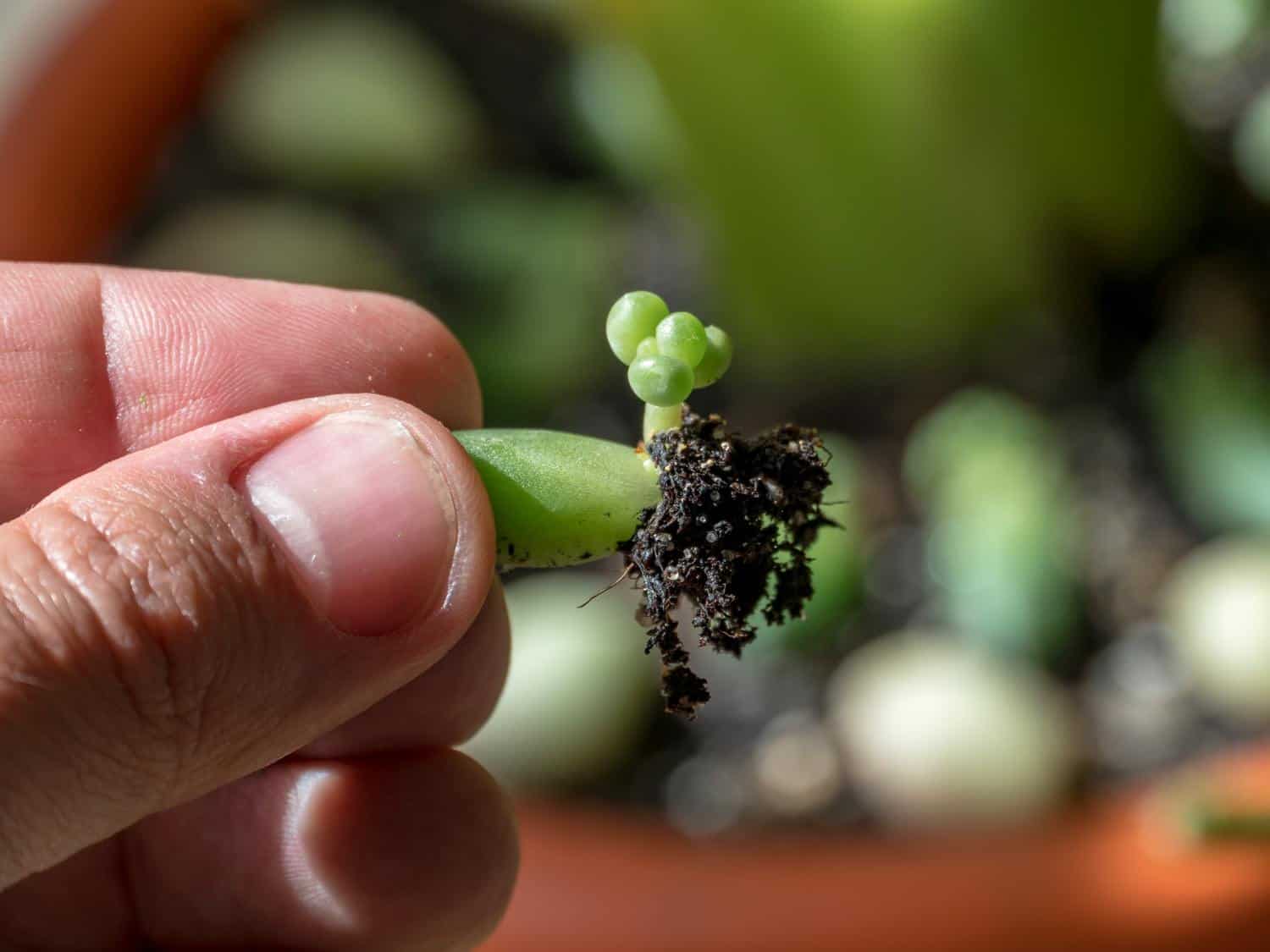 3 Ways To Propagate Succulents From Leaf, Stem Or Branch Cuttings
