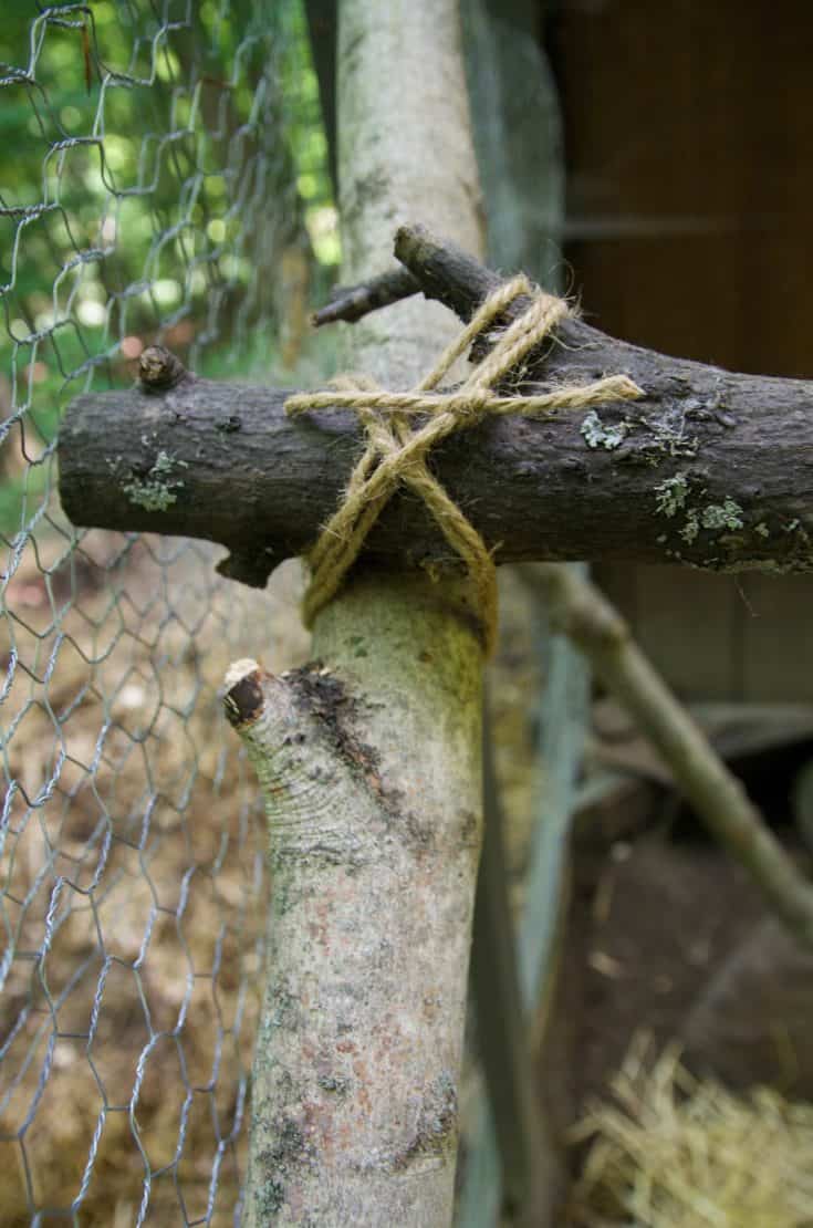 How to Build a Chicken Roost Out of Tree Branches