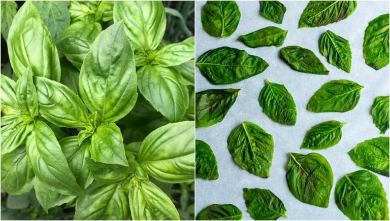 How to Prune Basil for Big, Bushy Basil Plants (With Photos)