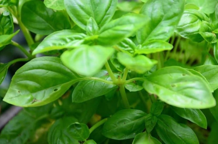 How to Prune Basil for Big, Bushy Basil Plants (With Photos)