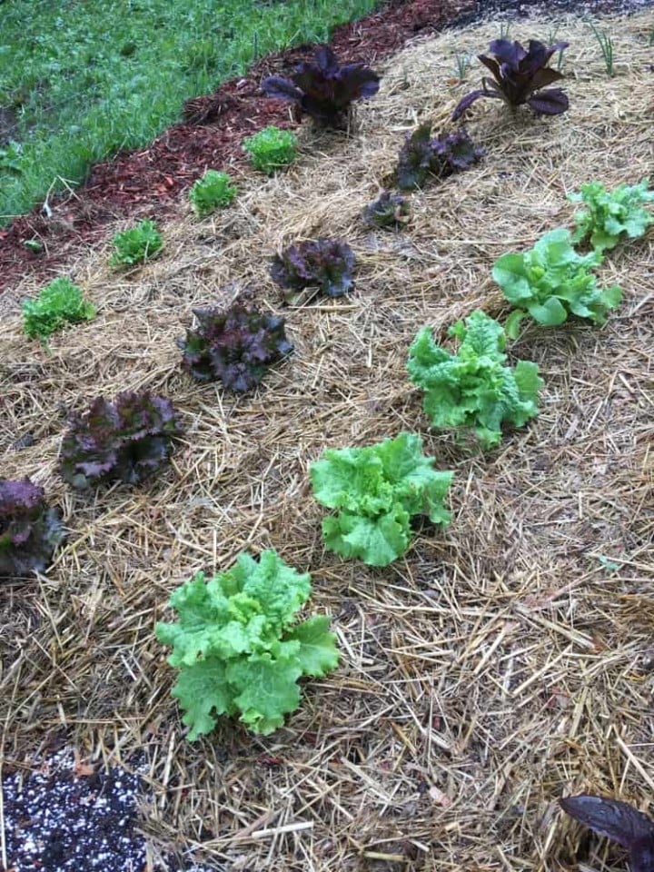 6 Reasons To Start A No Dig Garden + How To Get Started