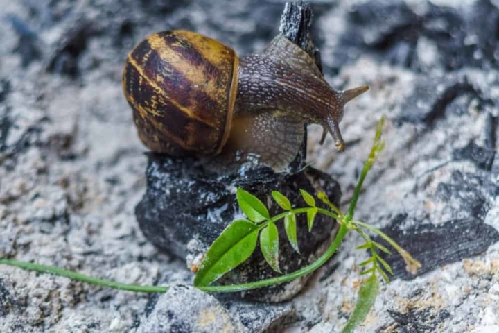 45 Practical Wood Ash Uses In The Home & Garden