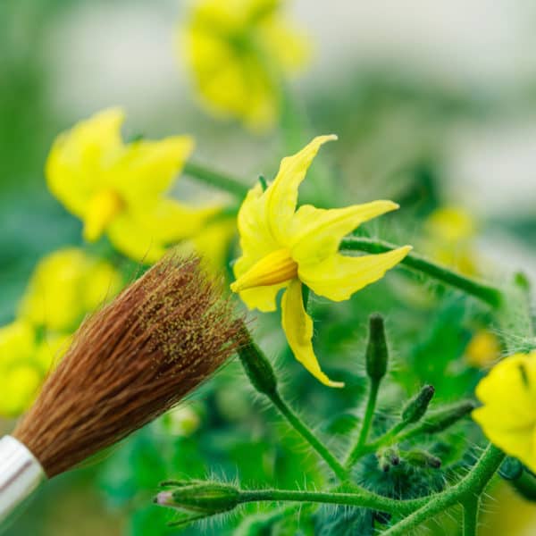 How To Hand Pollinate Tomato Flowers To Triple Fruit Production