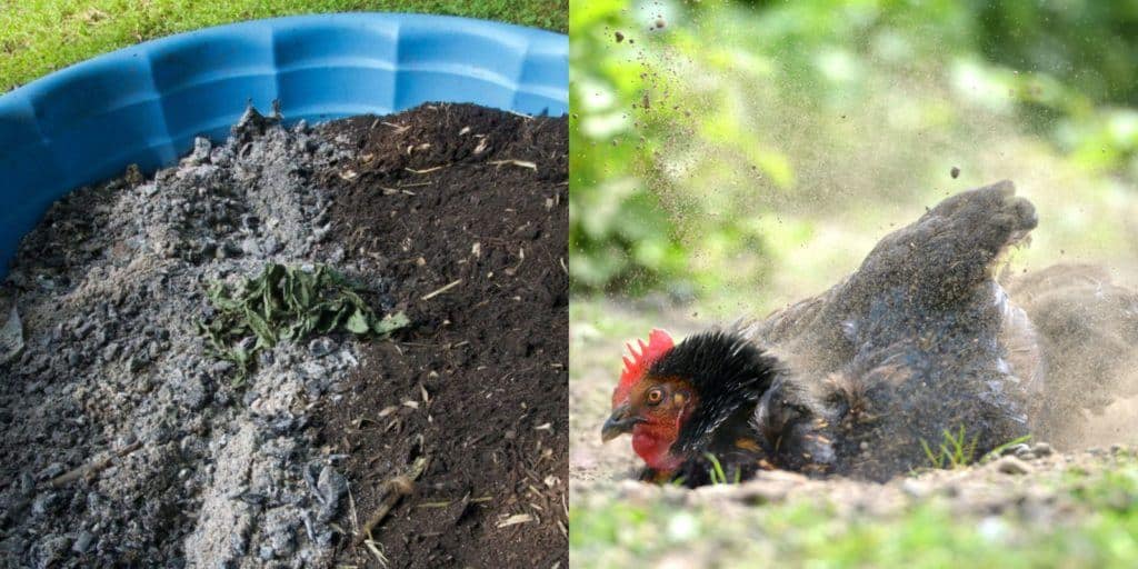 How To Make A Chicken Dust Bath In Just Two Minutes