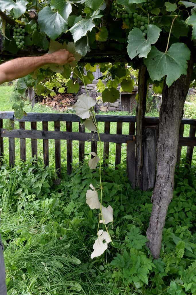 How To Summer Prune Grape Vines For A Bountiful Harvest (With Photos!)