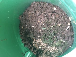 How To Make Compost Tea - A Powerful Liquid Feed For Your Plants