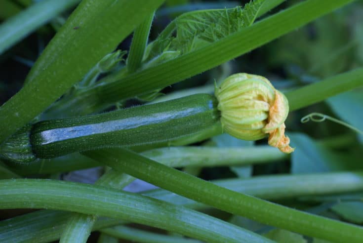 How to Hand Pollinate Squash in 30 Seconds (With Photos!)