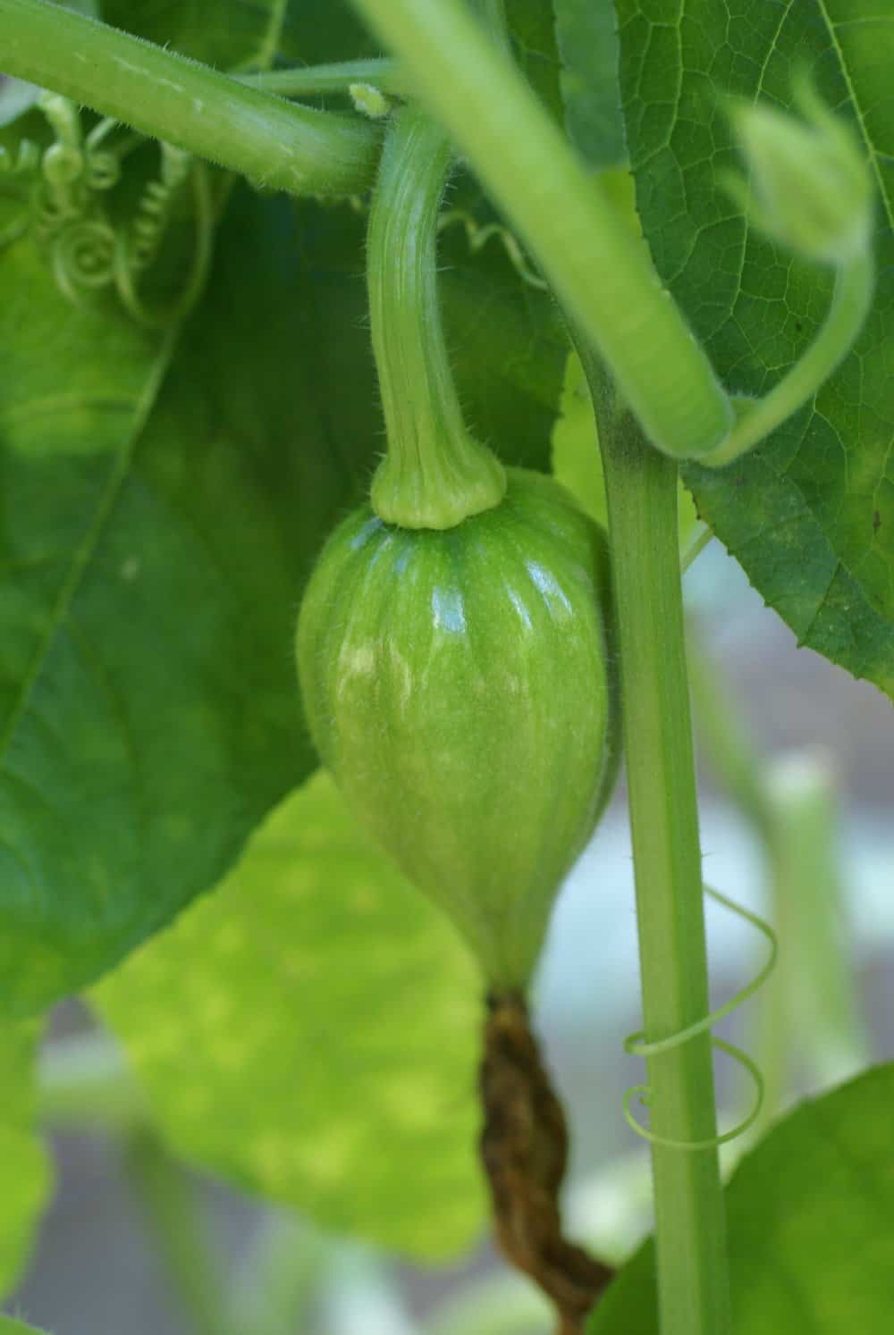 How to Hand Pollinate Squash in 30 Seconds (With Photos!)