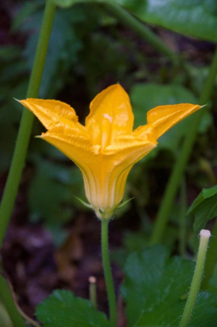 How to Hand Pollinate Squash in 30 Seconds (With Photos!)