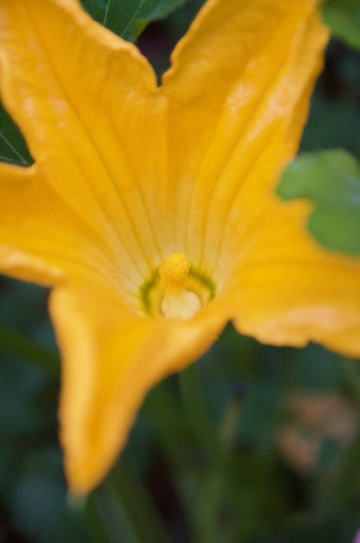 How to Hand Pollinate Squash in 30 Seconds (With Photos!)