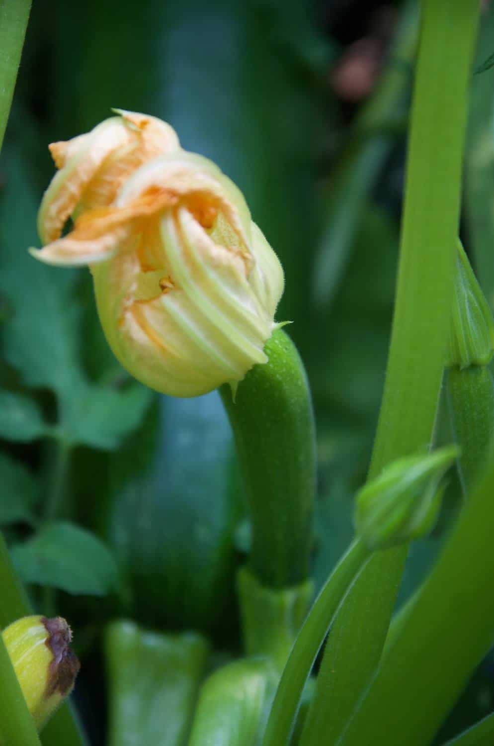 How to Hand Pollinate Squash in 30 Seconds (With Photos!)