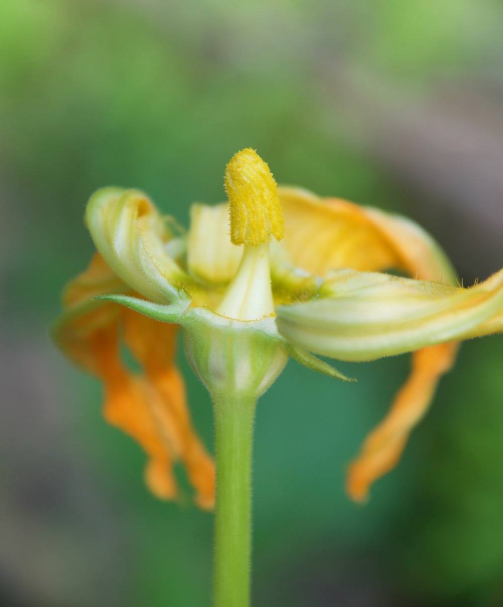 How to Hand Pollinate Squash in 30 Seconds (With Photos!)