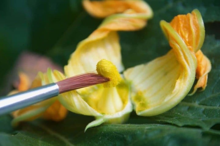 How to Hand Pollinate Squash in 30 Seconds (With Photos!)