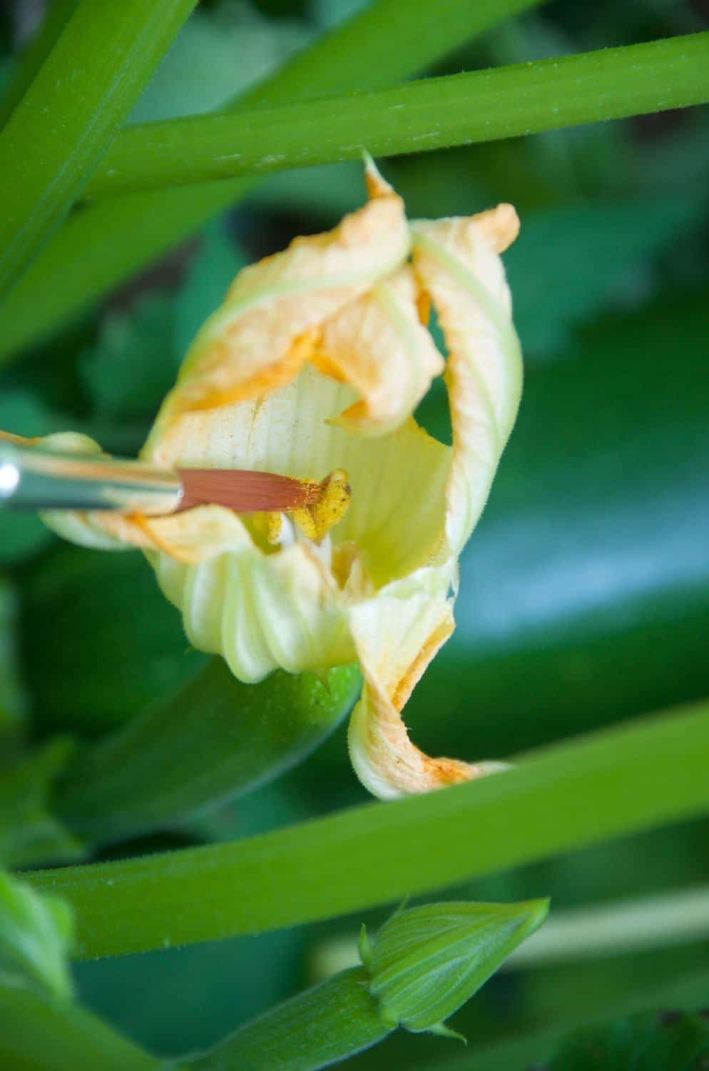 How to Hand Pollinate Squash in 30 Seconds (With Photos!)