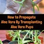 How to Propagate Aloe Vera By Transplanting Aloe Vera Pups