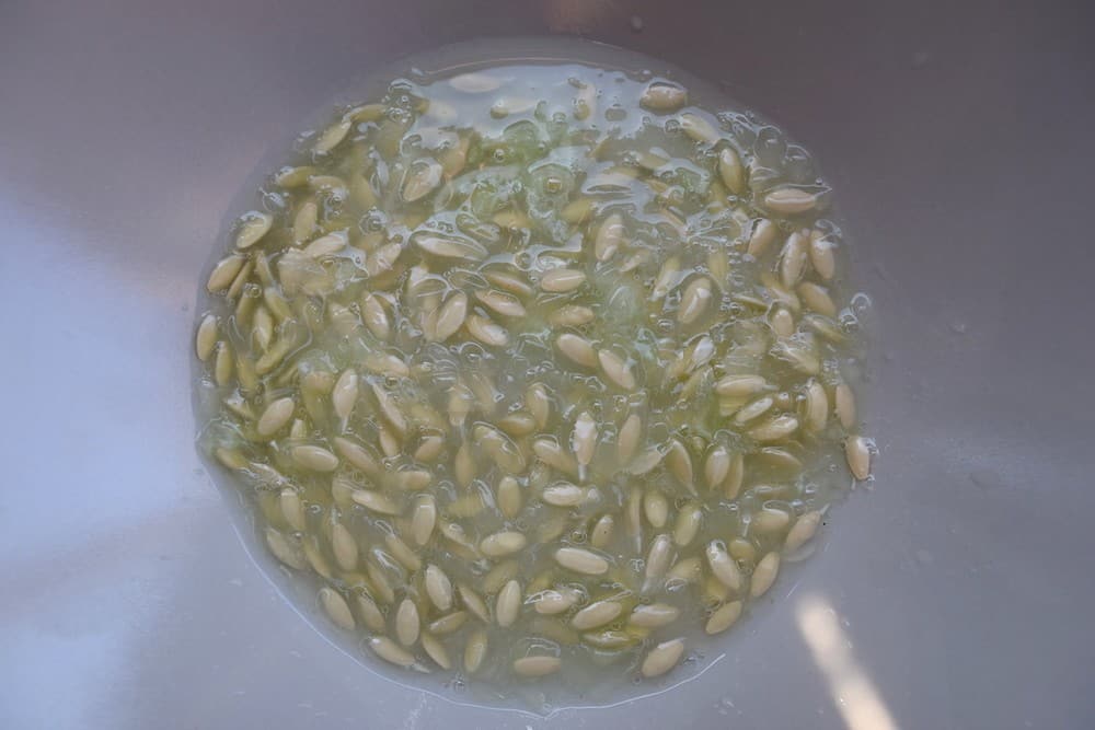 How To Save Cucumber Seeds (With Photos!)