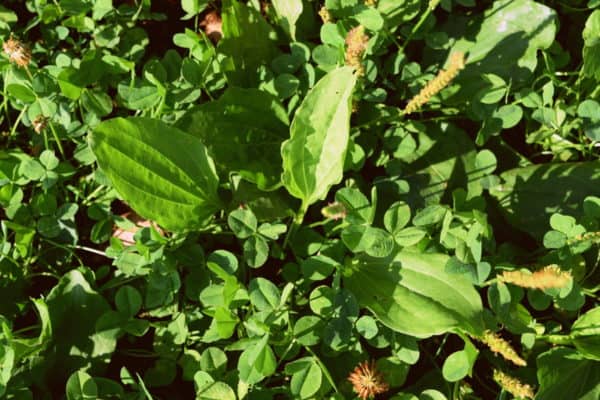 How To Make A Plantain Tincture + 8 Ways To Use This Healing Plant