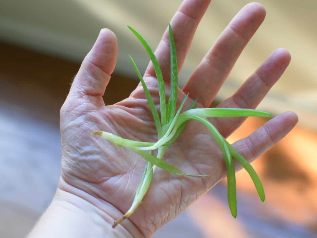 How to Propagate Aloe Vera By Transplanting Aloe Vera Pups