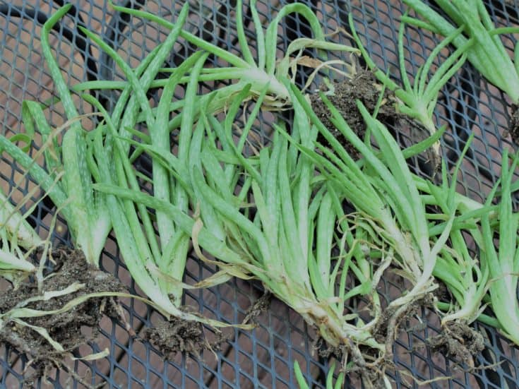 How to Propagate Aloe Vera By Transplanting Aloe Vera Pups