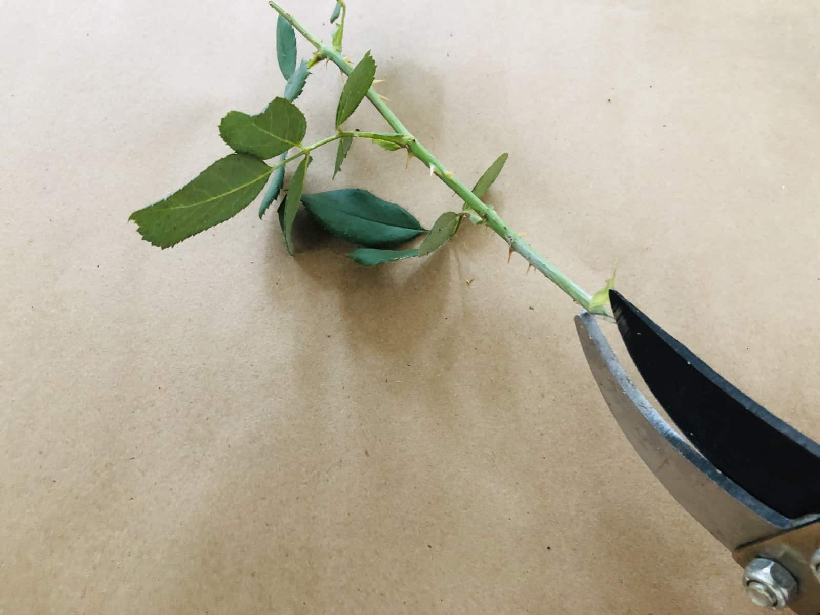 How to Grow A Brand New Rose Bush from Cuttings