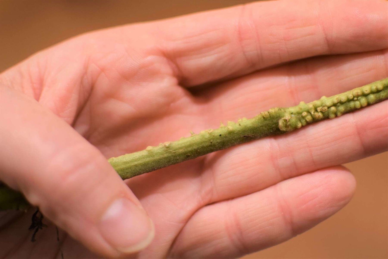 How To Clone Tomato Plants From Cuttings