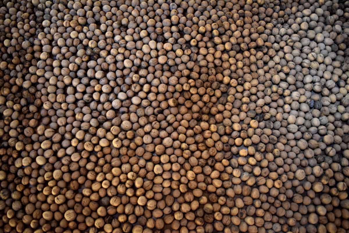 Harvesting Walnuts - Collecting, Drying and Storing