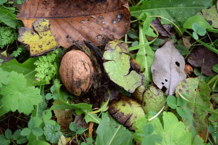 Harvesting Walnuts - Collecting, Drying and Storing