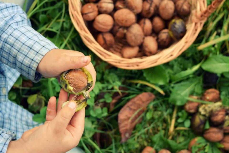 Harvesting Walnuts - Collecting, Drying and Storing
