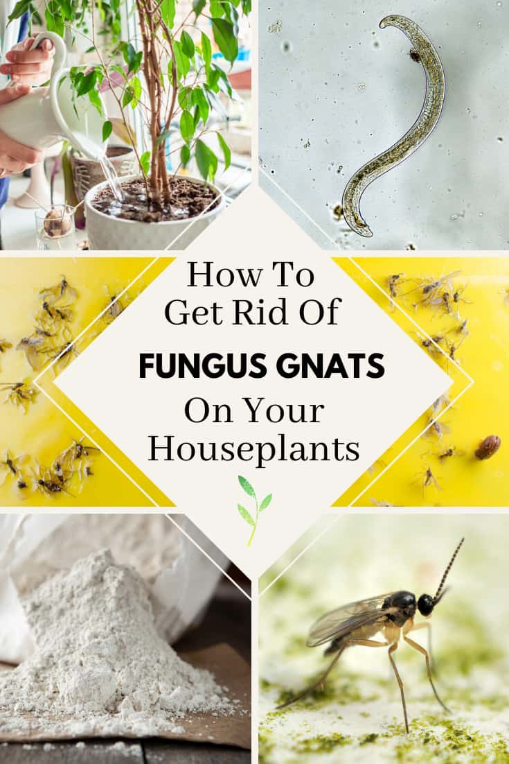 How to Get Rid of Fungus Gnats on Your Houseplants
