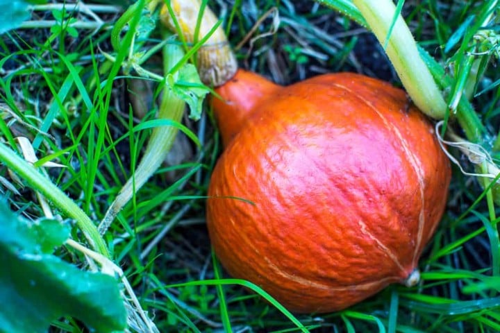 25 Exciting Types of Squash To Grow & Eat