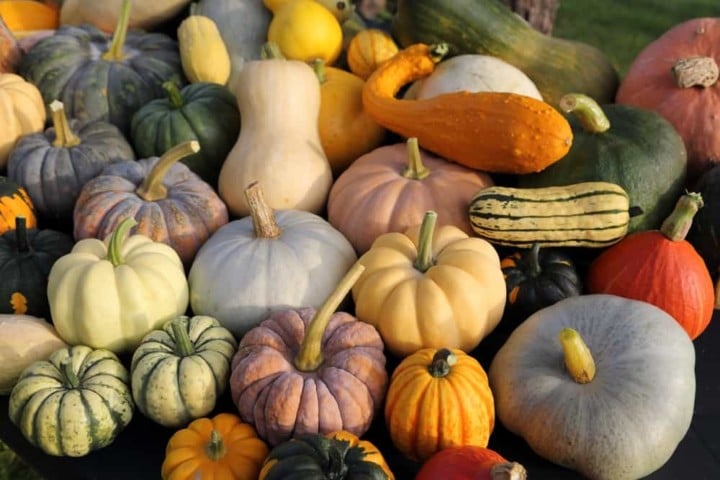 25 Exciting Types of Squash To Grow & Eat