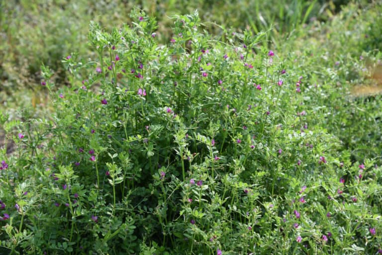 5 Soil Improving Green Manures for the Winter Months
