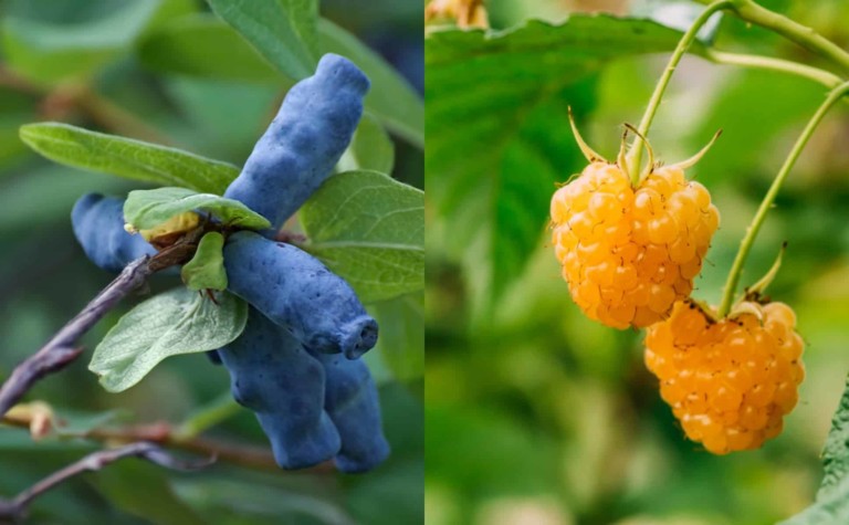 20 Fruit Canes Or Bushes To Plant In Fall