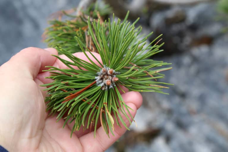 22 Impressive Pine Needle Uses You D Never Have Thought Of