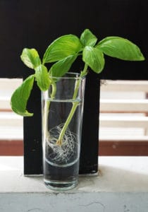 20 Vegetables You Can Re-Grow From Scraps