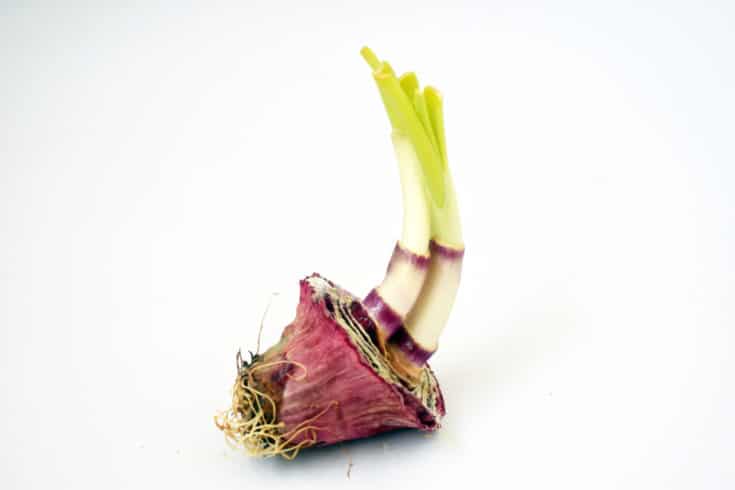 20 Vegetables You Can Re-Grow From Scraps