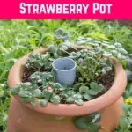 How to Make an Easy to Water Strawberry Pot