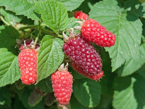 20 Fruit Canes Or Bushes To Plant In Fall
