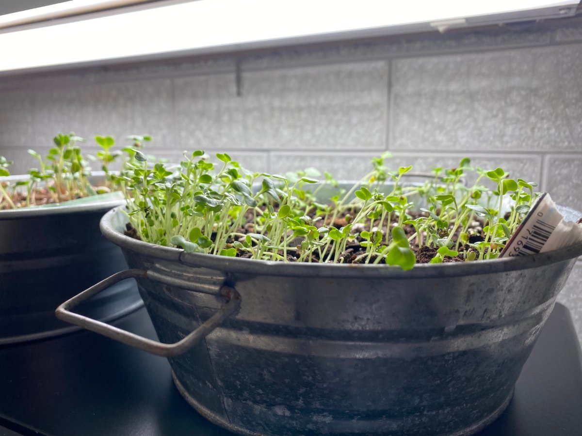 How To Grow These 7 Easy Microgreens Indoors At Any Time Of Year