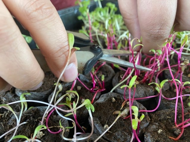 How To Grow These 7 Easy Microgreens Indoors At Any Time Of Year