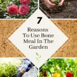 7 Reasons To Use Bone Meal Fertilizer In The Garden