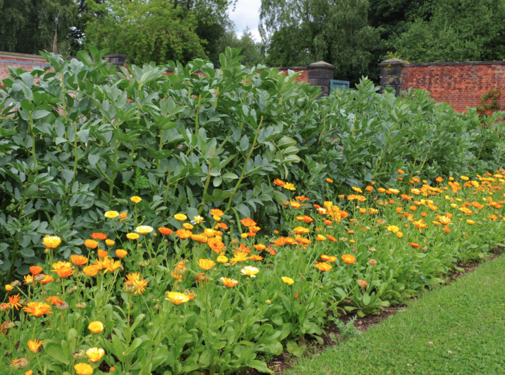 10 Reasons To Grow Calendula and 15 Calendula Recipes