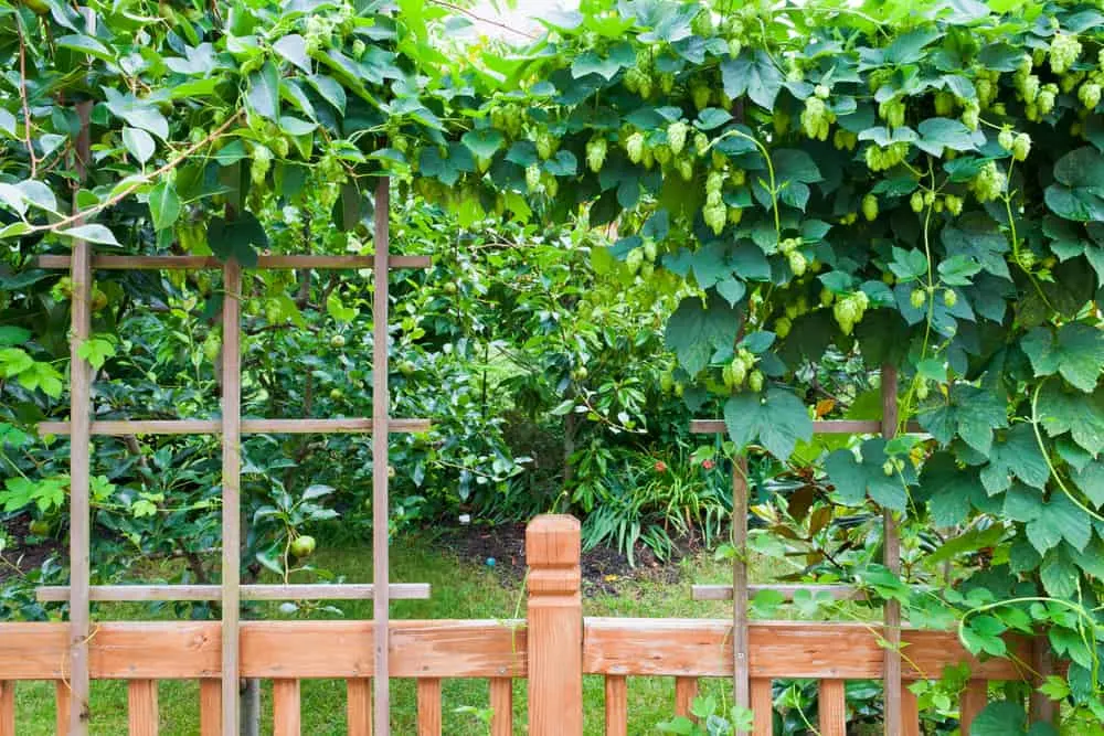 How to Grow Hops for Home Brew (+ 3 Other Uses)