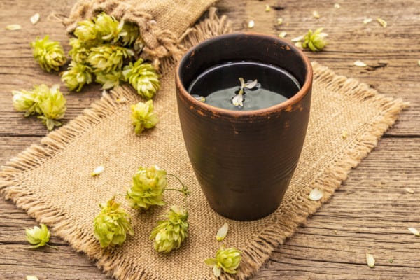 How to Grow Hops for Home Brew (+ 3 Other Uses)